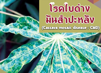โรคใบด่างมันสำปะหลัง (Cassava mosaic disease : CMD) – กรมส่งเสริม ...