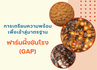 การเตรียมความพร้อมเพื่อเข้าสู่มาตรฐานฟาร์มผึ้งชันโรง (GAP) – กรม ...