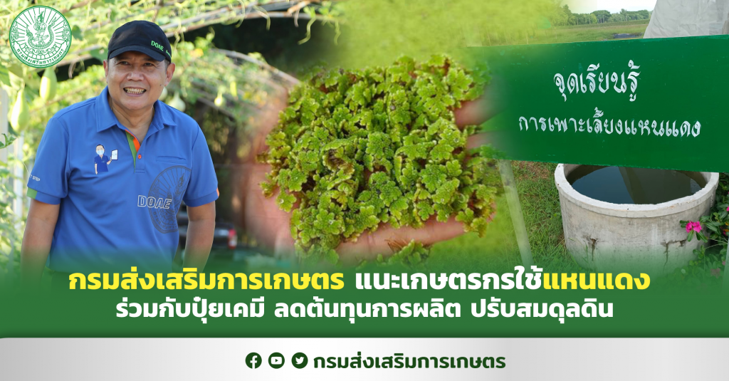 กรมส่งเสริมการเกษตรแนะเกษตรกรใช้แหนแดงร่วมกับปุ๋ยเคมี ลดต้นทุนการผลิต