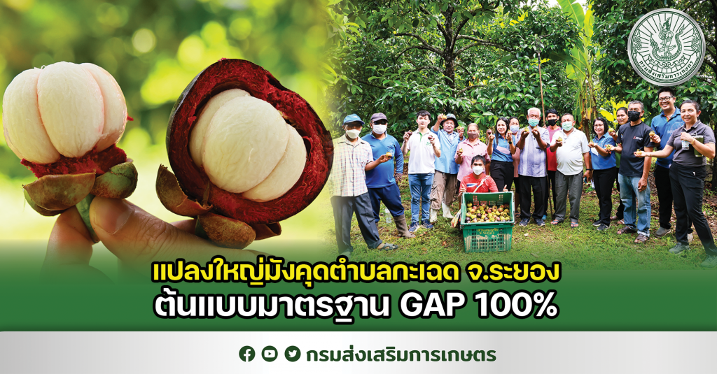 แปลงใหญ่มังคุดตำบลกะเฉด จ.ระยอง ต้นแบบมาตรฐาน GAP 100% – กรมส่งเสริม ...